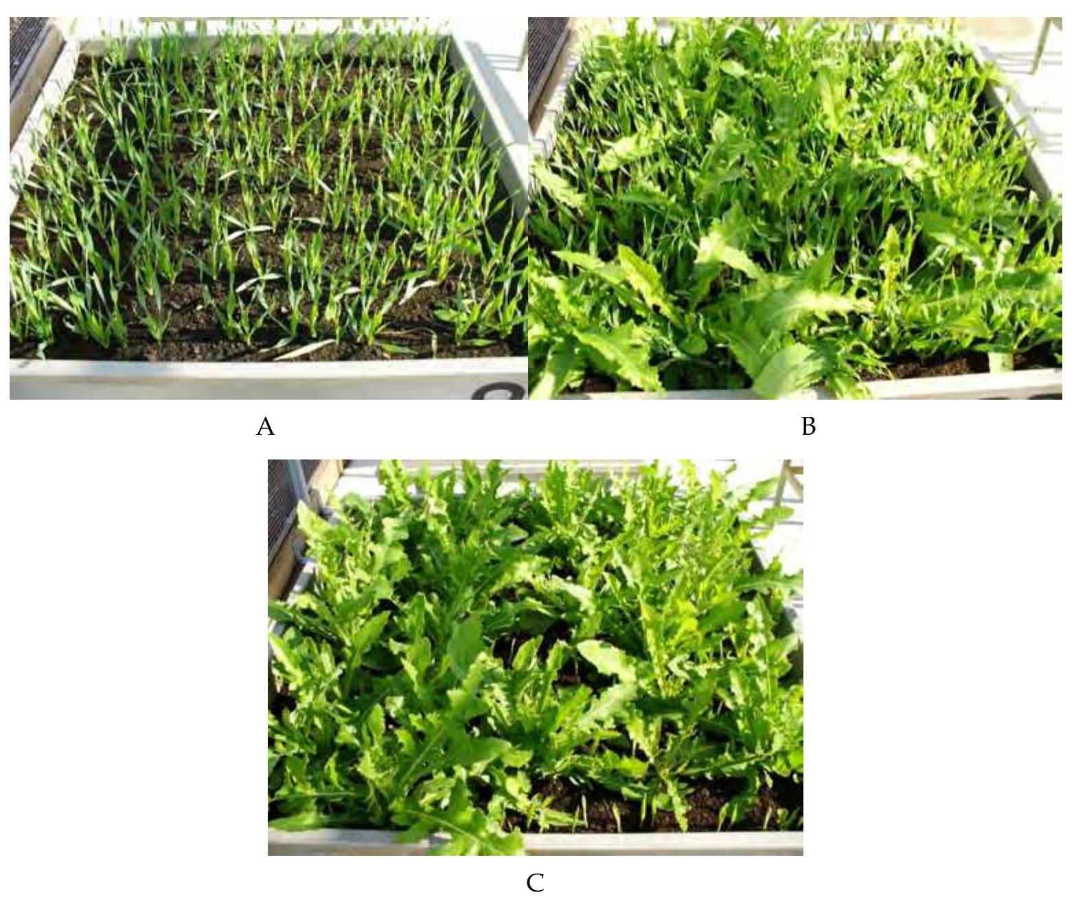Effects of relative emergence time on growth and development