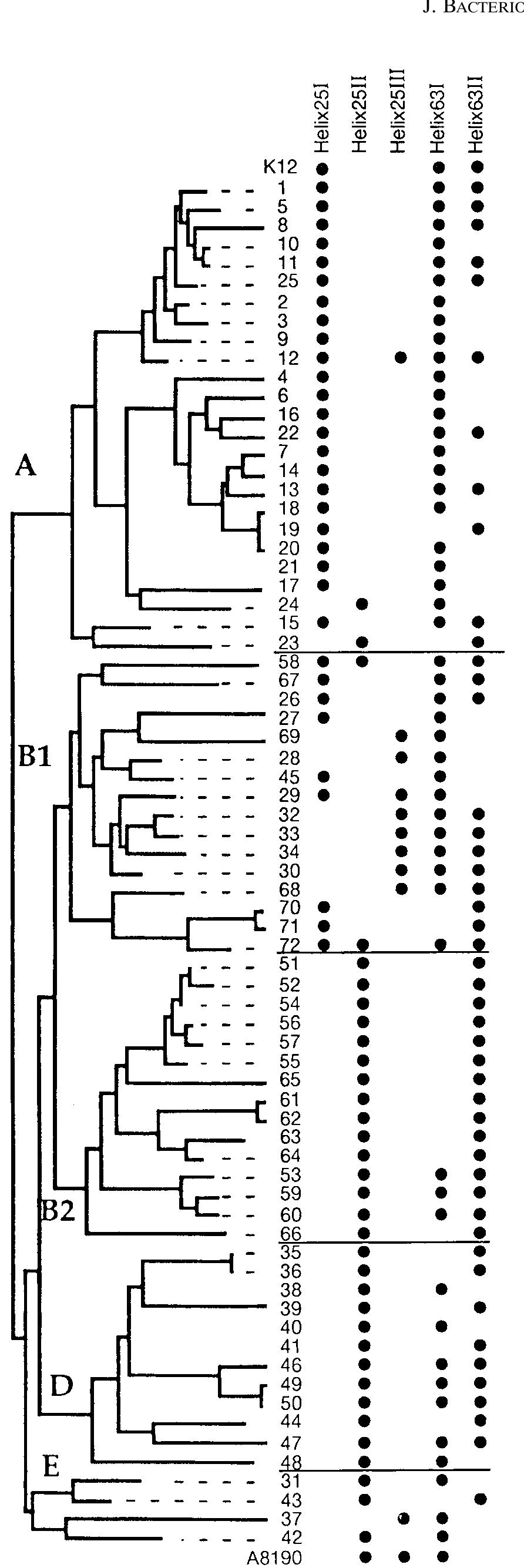 Distribution of structures i, ii, and ii of helix 25 and