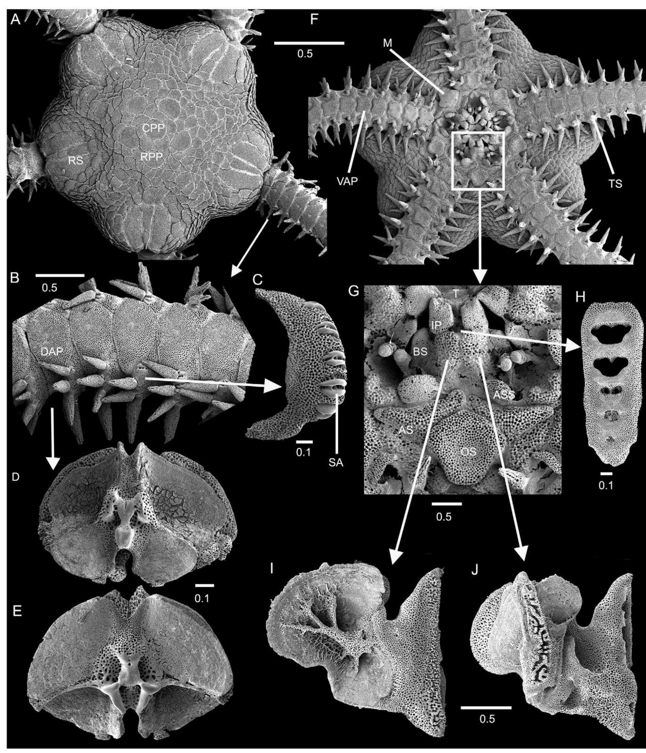 Skeletal morphology of brittle stars shown on amphiura
