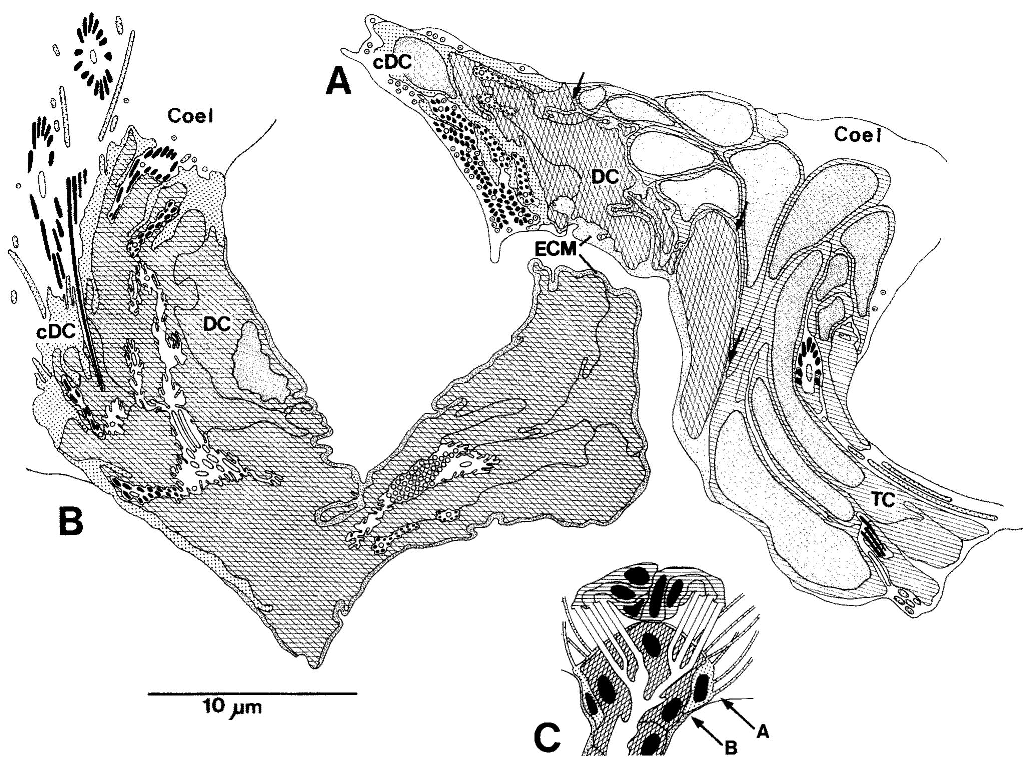 A—c. parasagittal sections of the proximal part of the