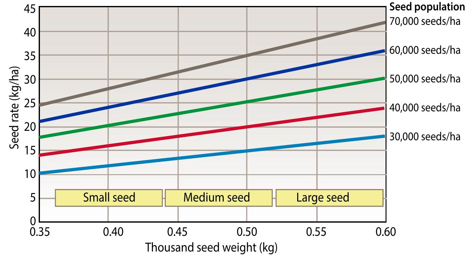 Effect of thousand seed weight on the seed rate and seed