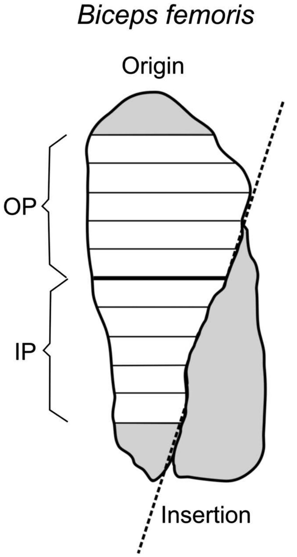Design of the sampling plan of the biceps femoris muscle,