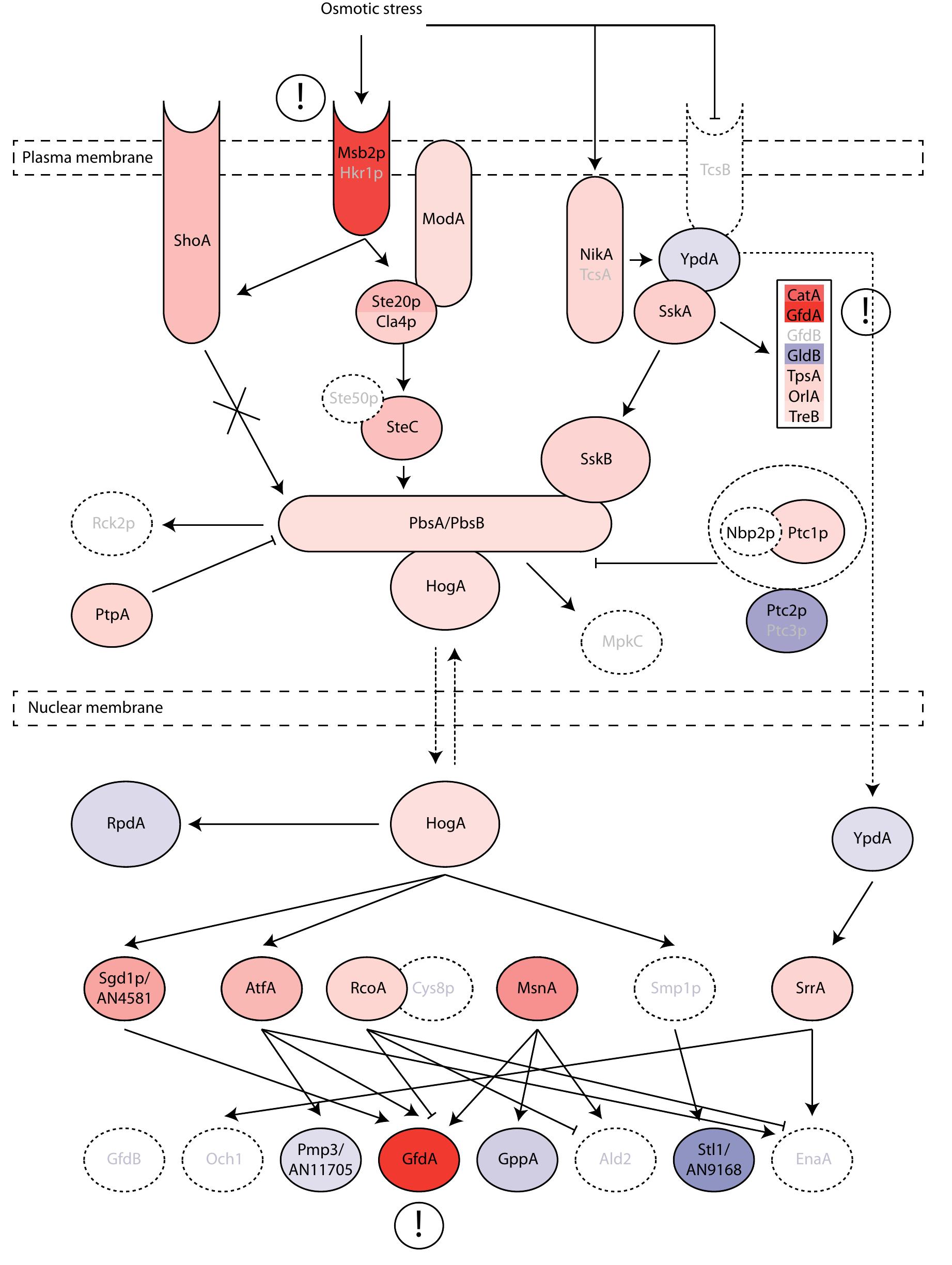 Osmotic stress sensing, signal transduction and response