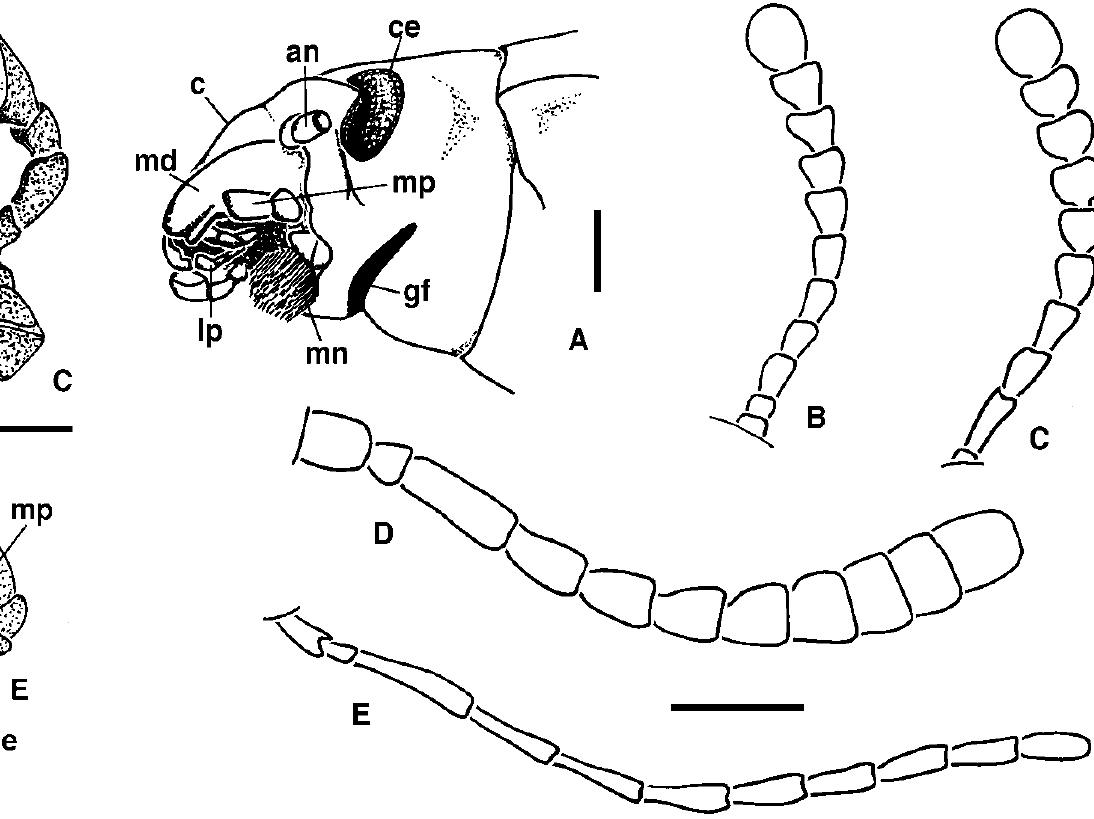 Lateral view of head: a) hypaulax tenuistriata, 3. antenna: