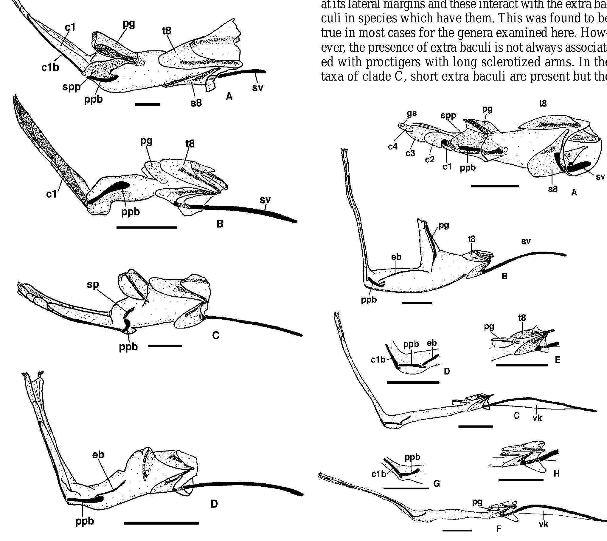 Ovipositor and associated structures, lateral view: a) hy-