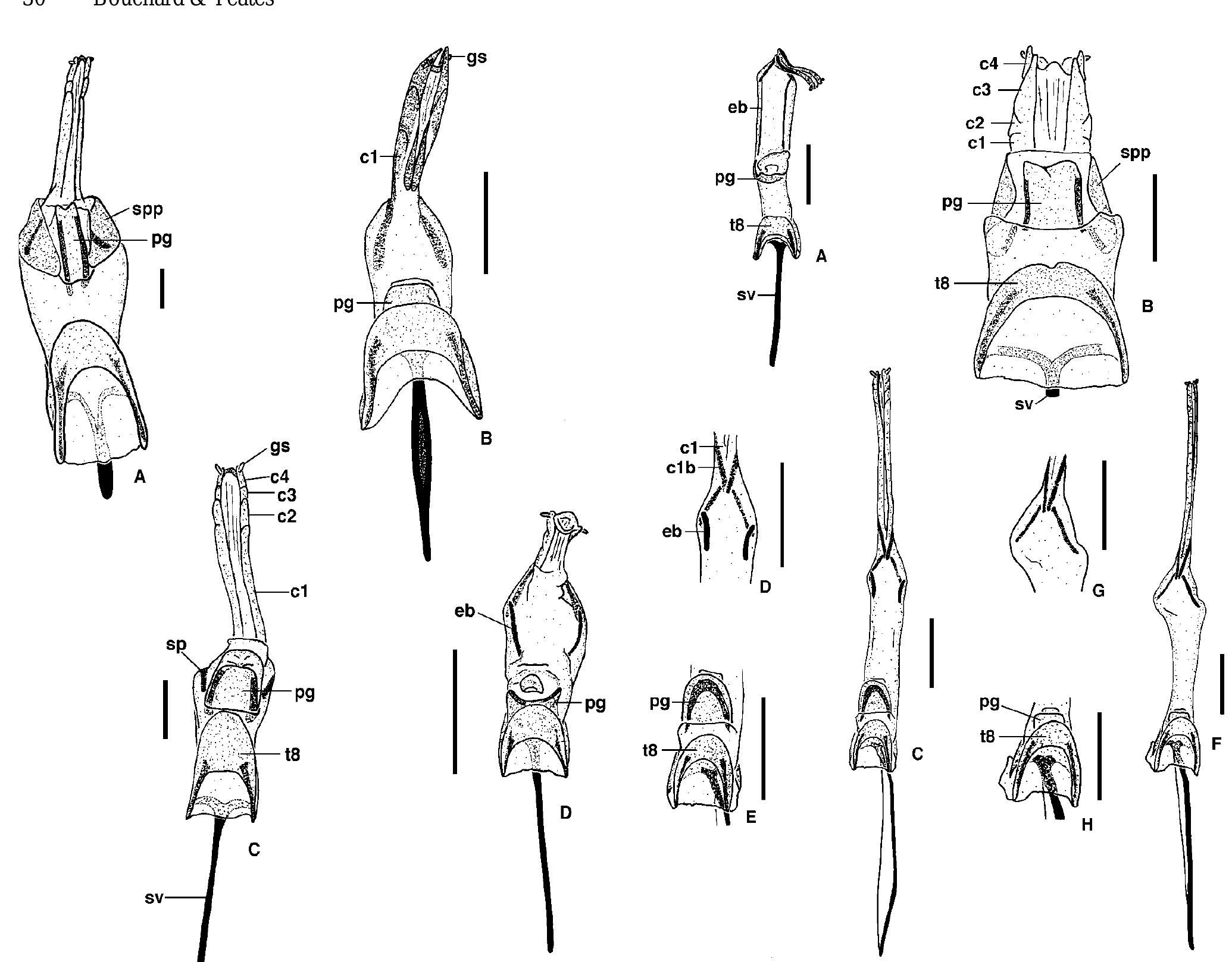 Ovipositor and associated structures, dorsal view: a) hy-