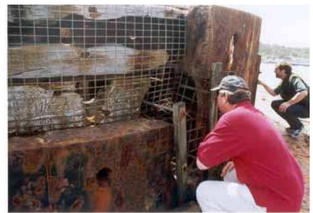 ‘igure 2. photo of the turret region of cerberus, showing