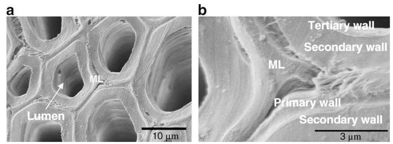 Sisal fiber microstructure showing (a) fiber-cells with