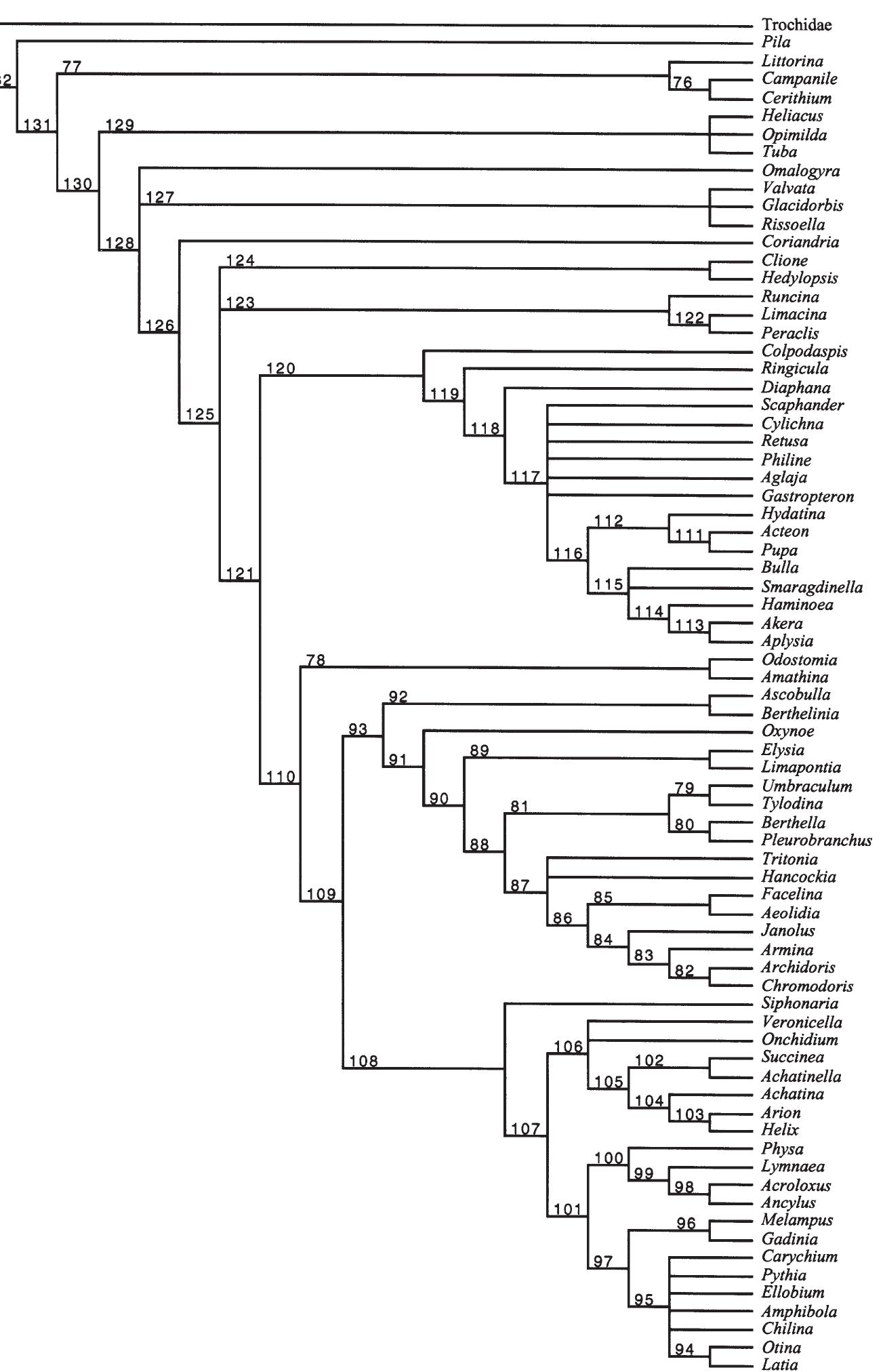 Strict consensus tree of 3446 equally parsimonious trees,