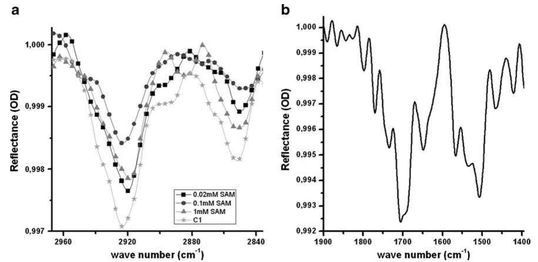 Infrared (ir) spectra of 16-mhda sam: (a) ir band positions