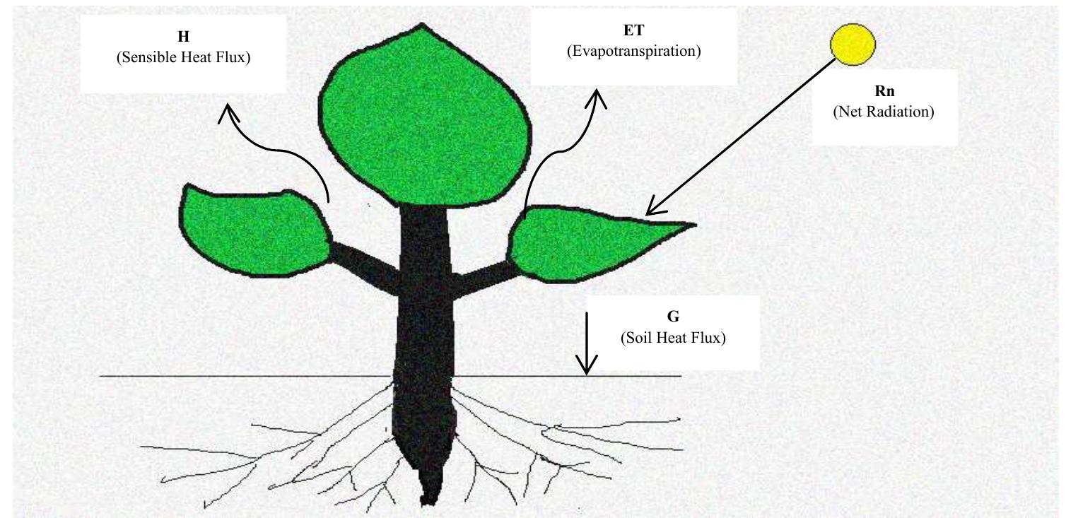 Schematic diagram of the et process from a crop canopy