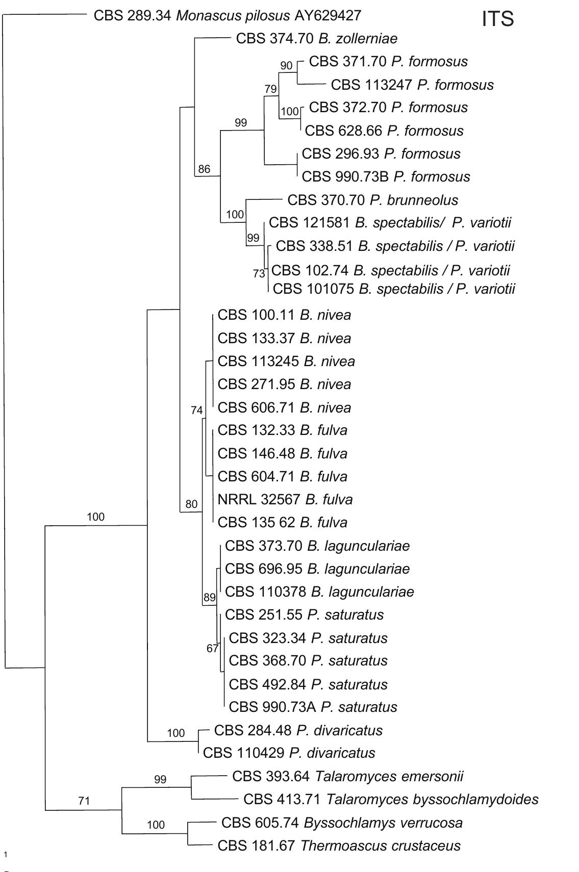 One of three equally parsimonious trees of the analysed its