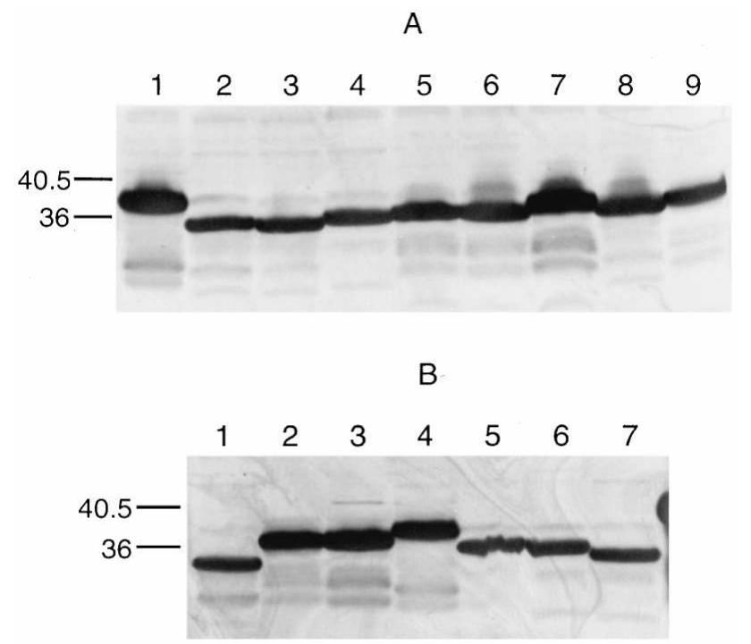 Figure 5 - from Cloning and characterization of the major