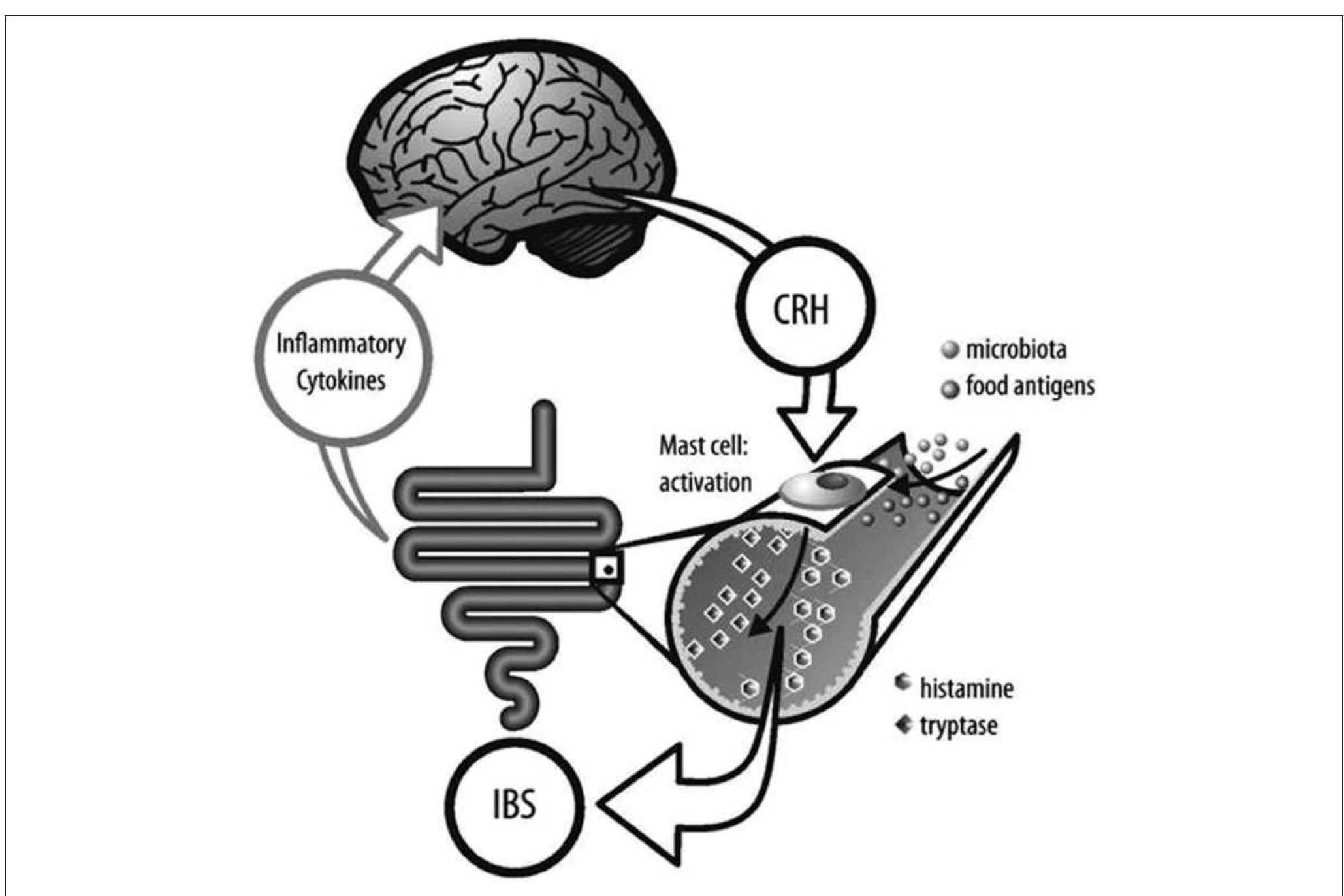 Pathophysiology of irritable bowel syndrome (ibs). ibs is a