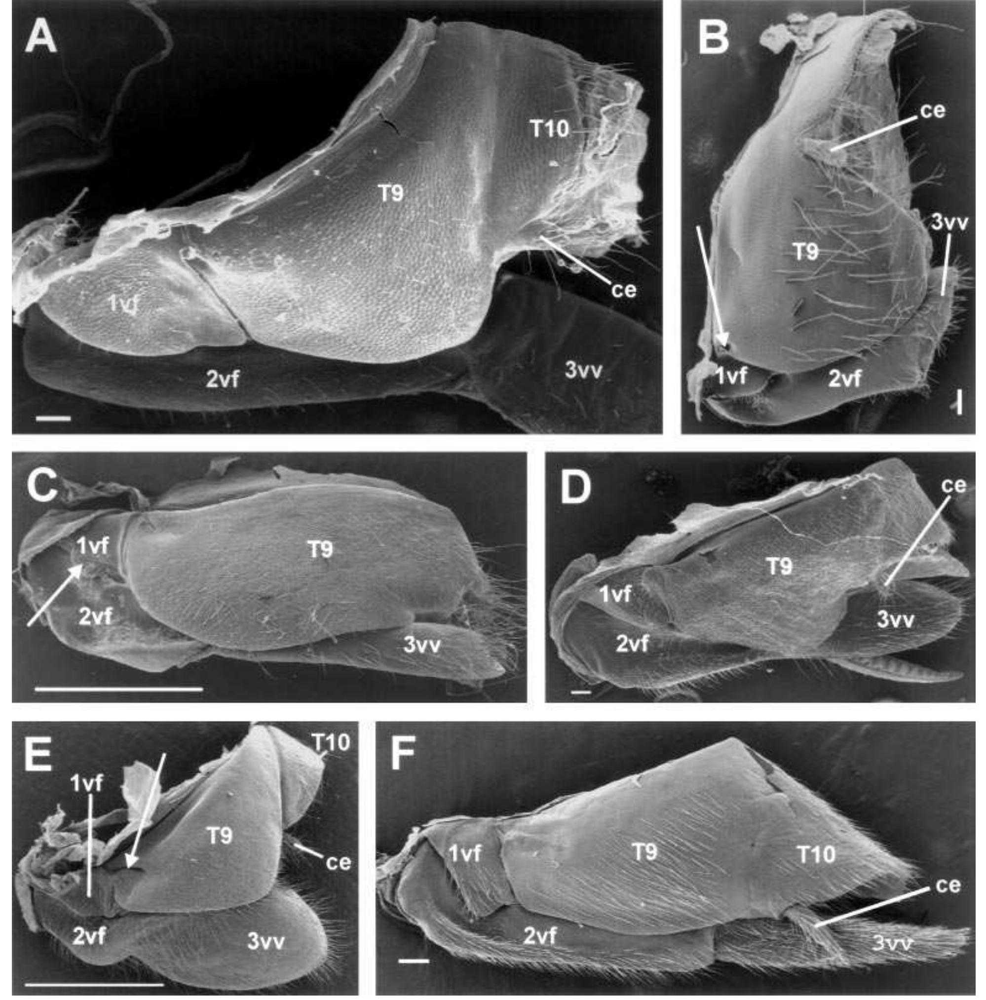 A-f. ovipositor apparatus, lateral view. —a. macroxyela