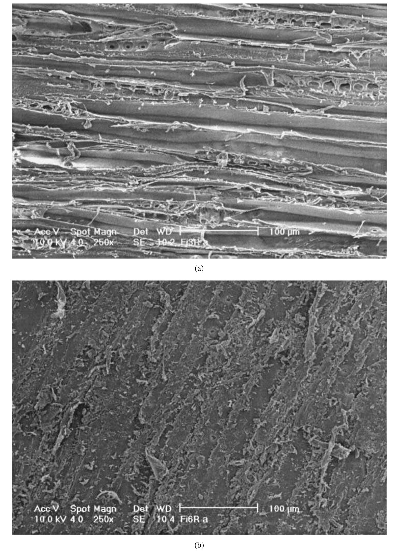 (a) sem image of microtomed spruce; (b) sem image of fine