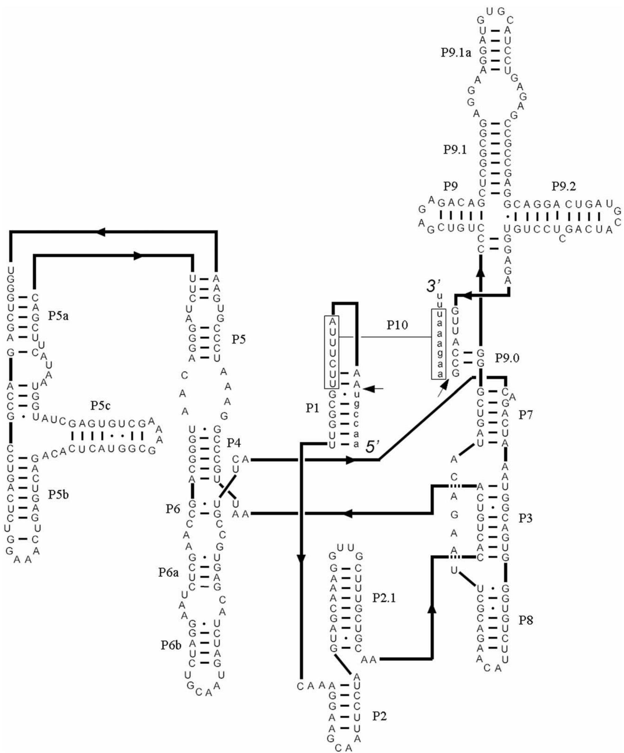 Secondary structure model for the first group i intron