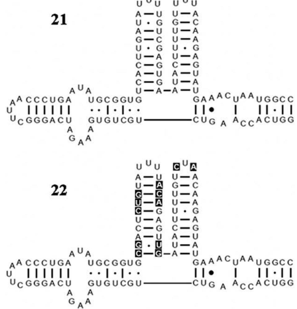 S 21, 22. secondary structure model of helix p21-1 of