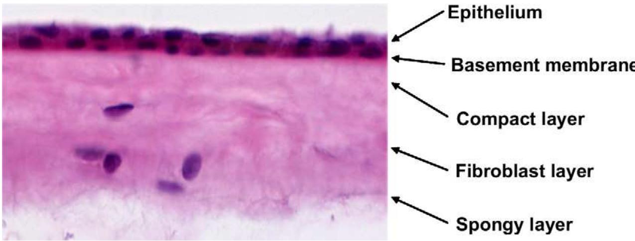 Histology section of human amniotic membrane (am).