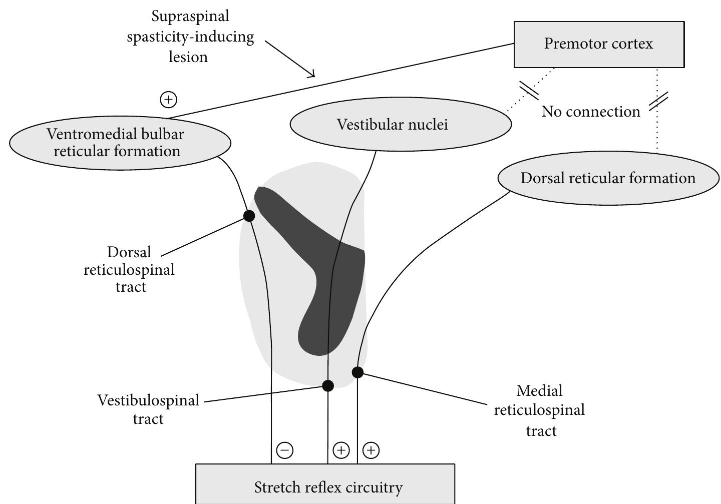 Schematic representation of the descending pathways