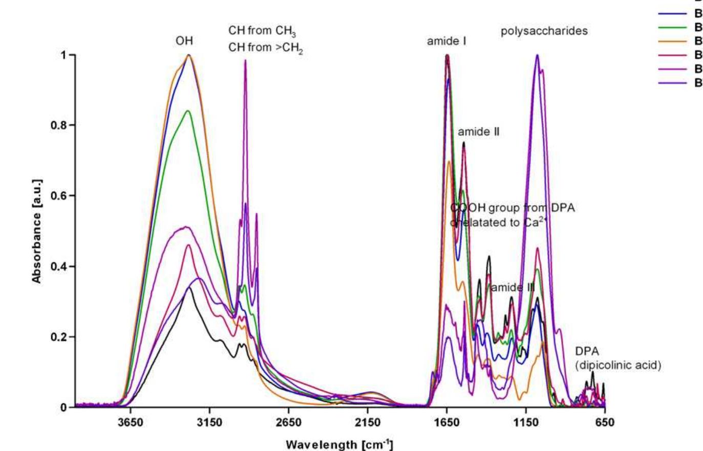 Ir spectrum of the bacterial spores: bcs, bss, bgs, bms, bts