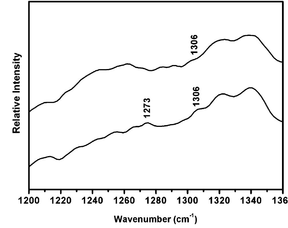 Amide iii raman spectra of surimi (bottom), and gel (top) of