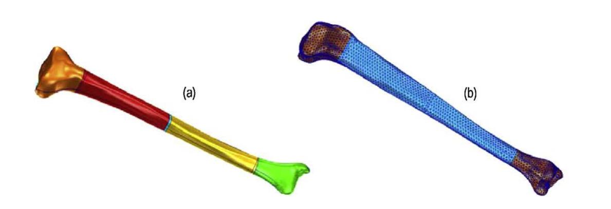 - 3d model of the tibia (a) and tibia finite element mesh