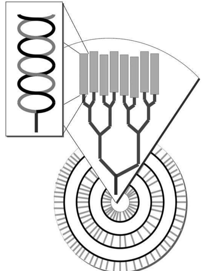 Schematic representation of the structure of a native (waxy)