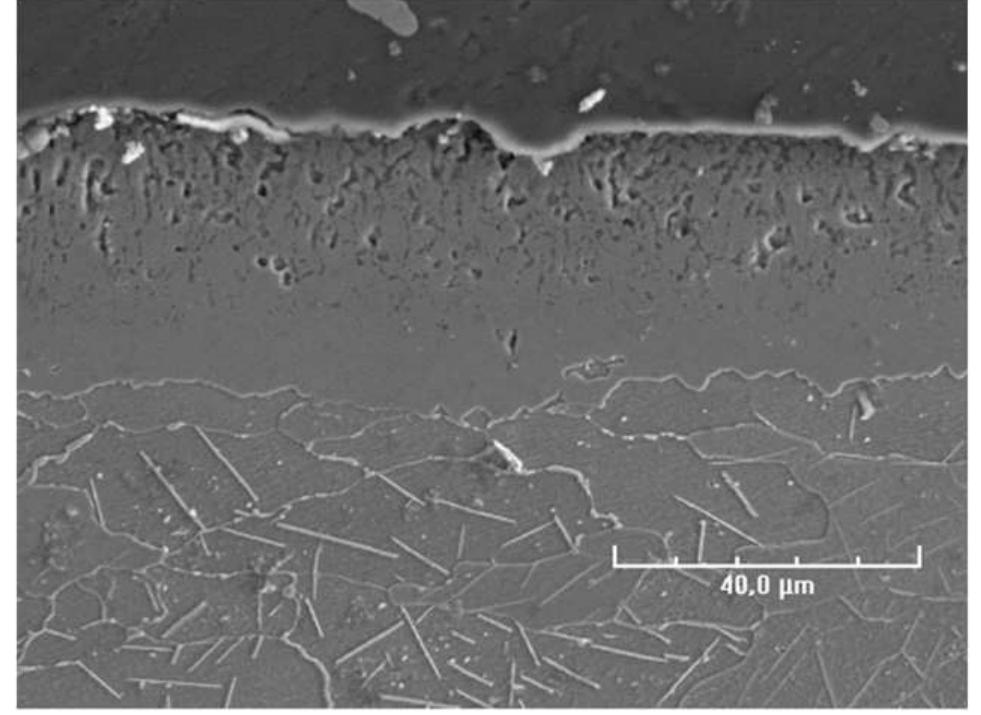 Dc 04 - after 8 h treatment - sem cross section view.