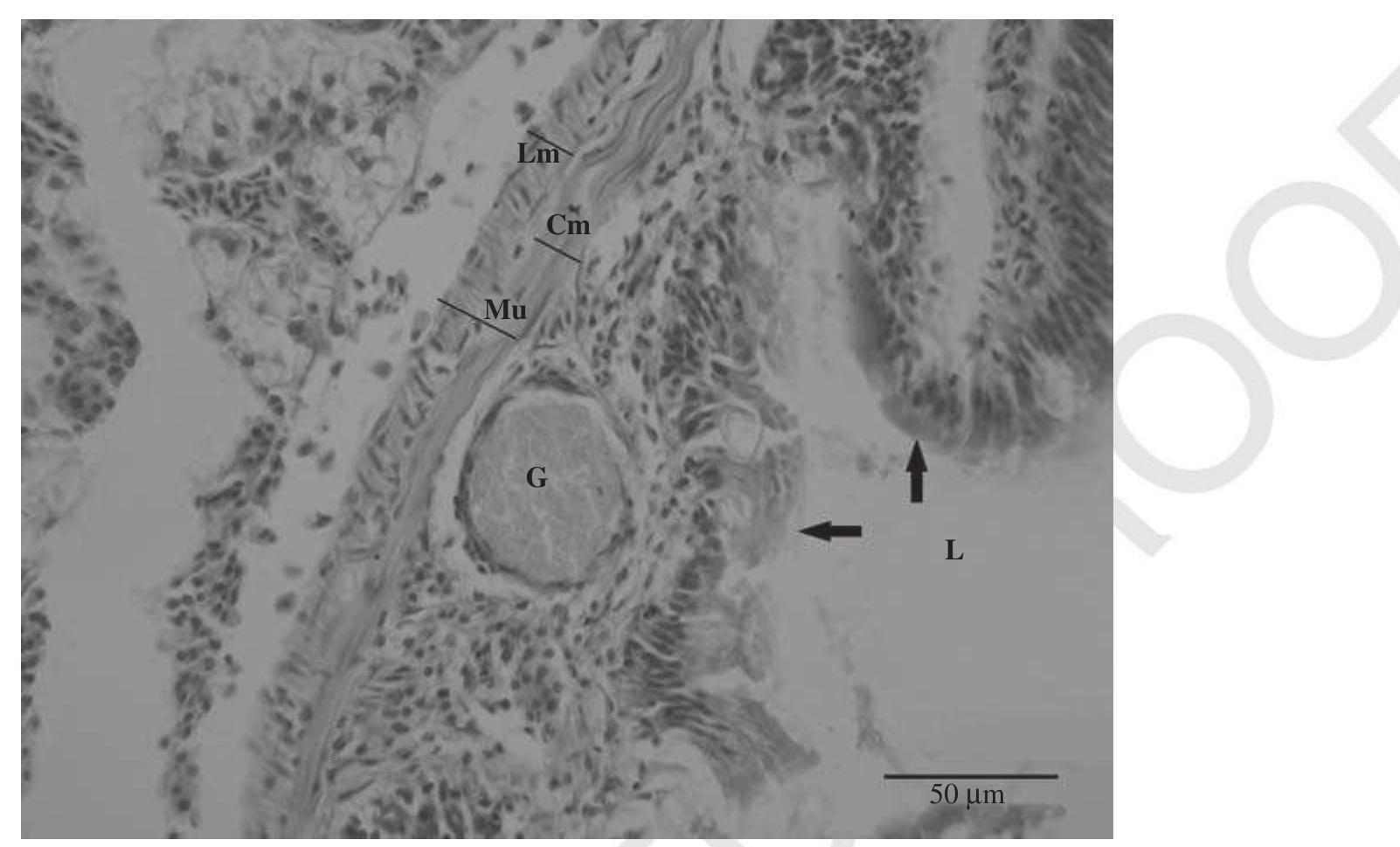 6 light microscopy (h&e staining) transverse section of the