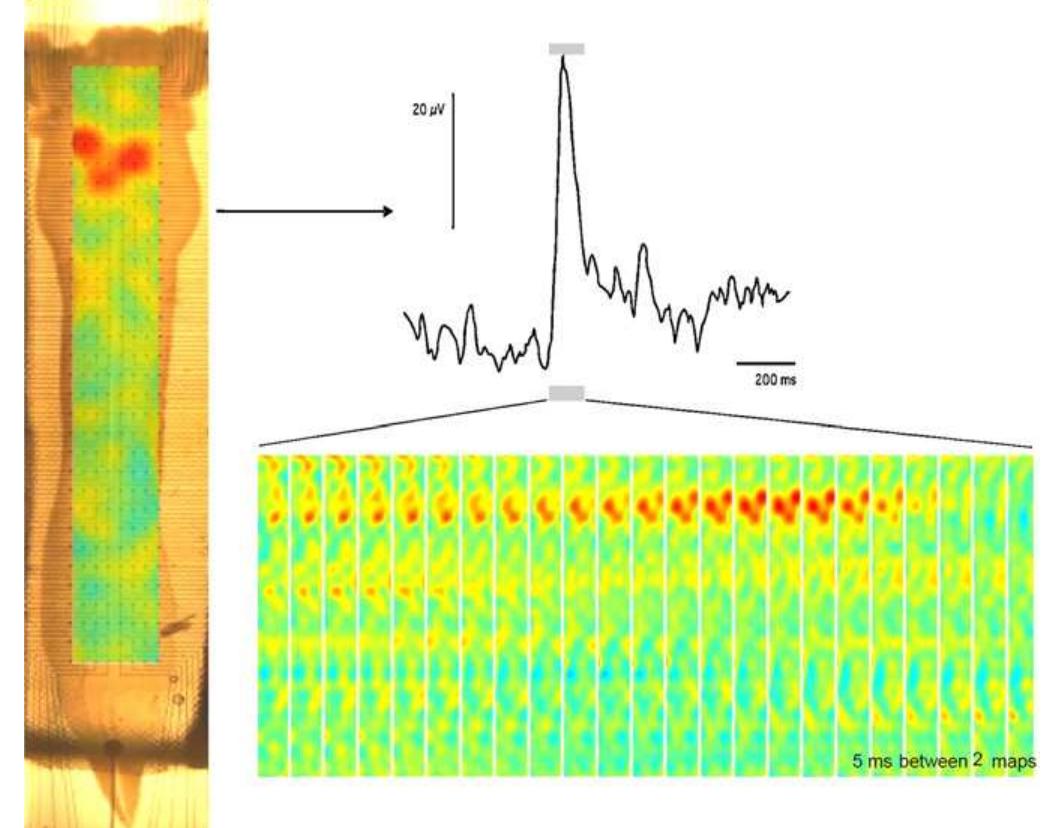 Map of mouse spinal cord activities (local field potentials