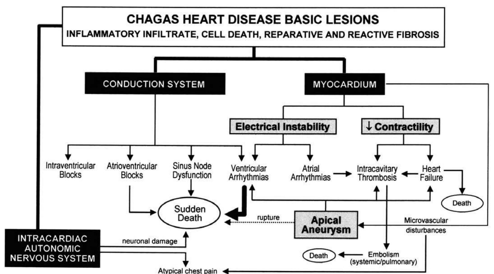 Diagram of the pathophysiology of chd (adapted from rassi jr