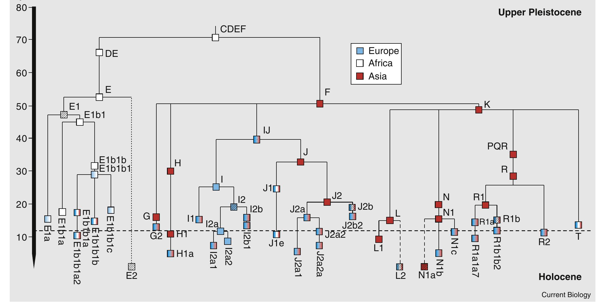 Phylogenetic tree of human y-chromosome haplogroups observed