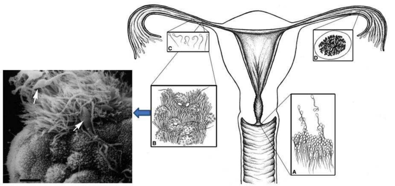 6. human female reproductive tract illustrating stages of