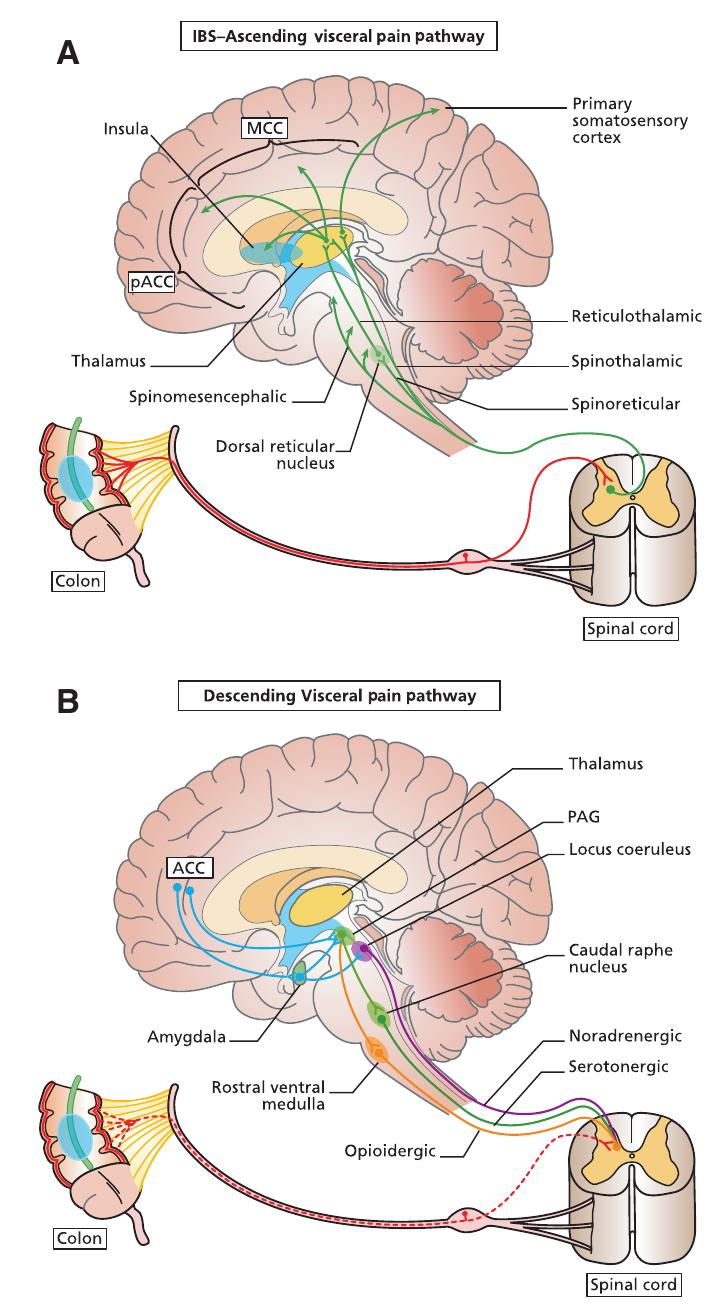 Simplified overview of ascending (a) and descending (b)