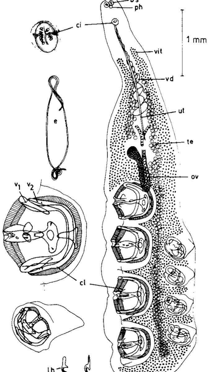 Neogrubea seriolellae from the gill filaments of seriolella