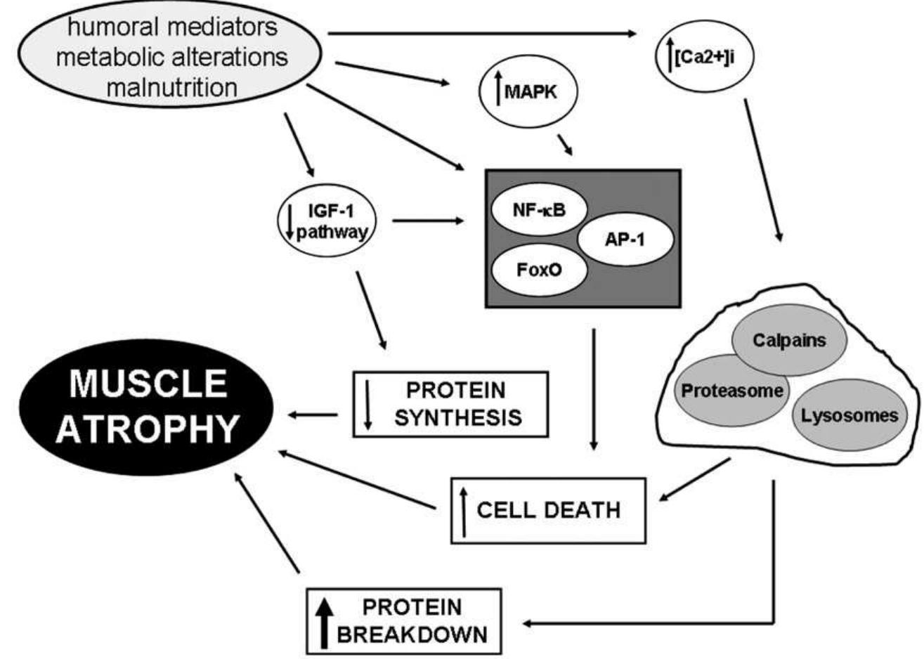 Multifactorial pathogenesis of skeletal muscle atrophy.