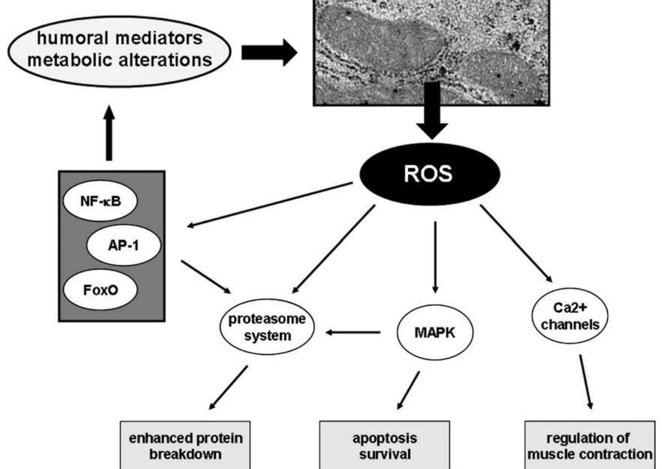 Effects of ros production on signaling pathways in skeletal