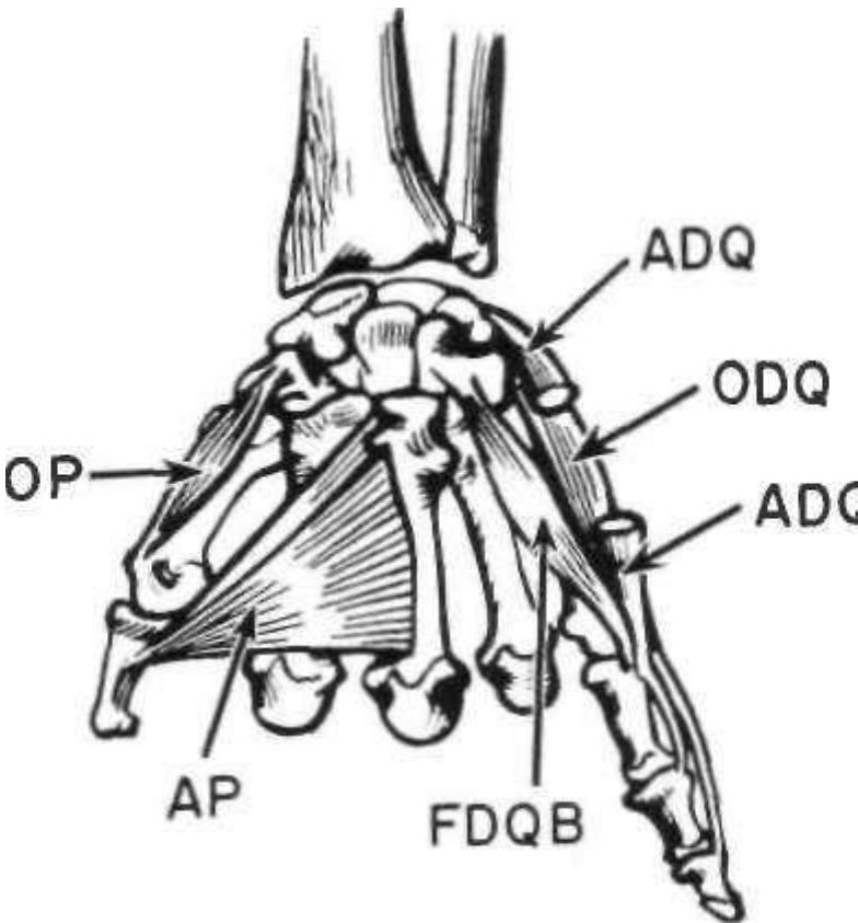 Volar intrinsic muscles of the hand. for nomenclature, see