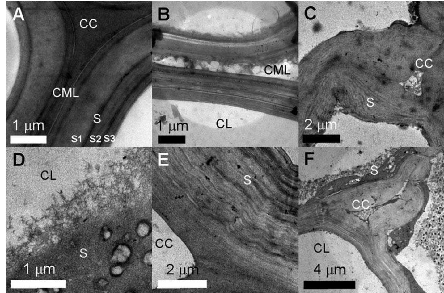 Tem images depicting ultrastructure of cell walls before (a)