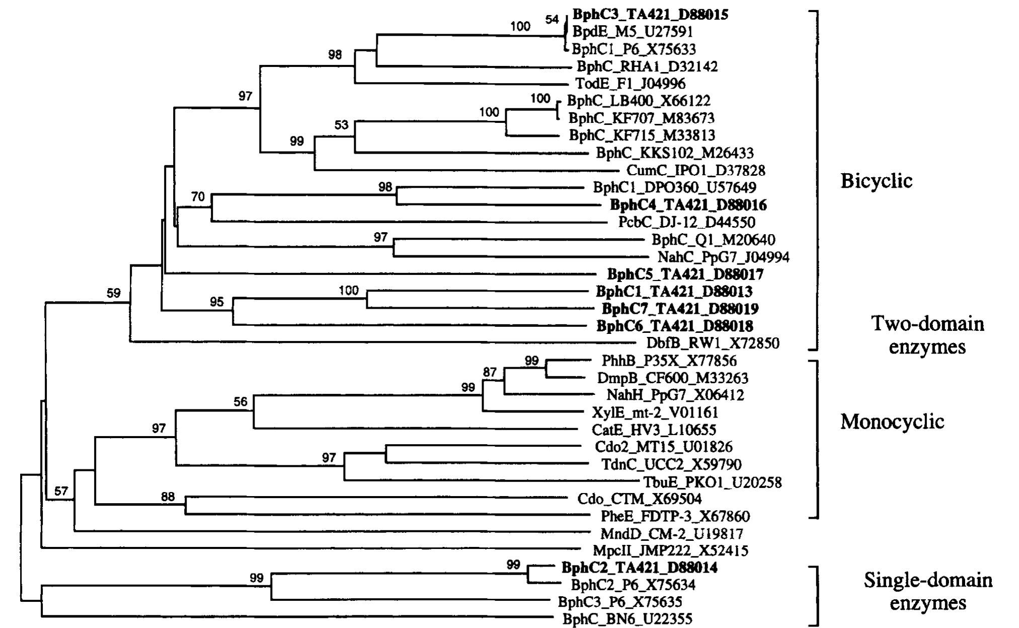 Phylogenetic tree for meta-cleavage enzymes in the catechol