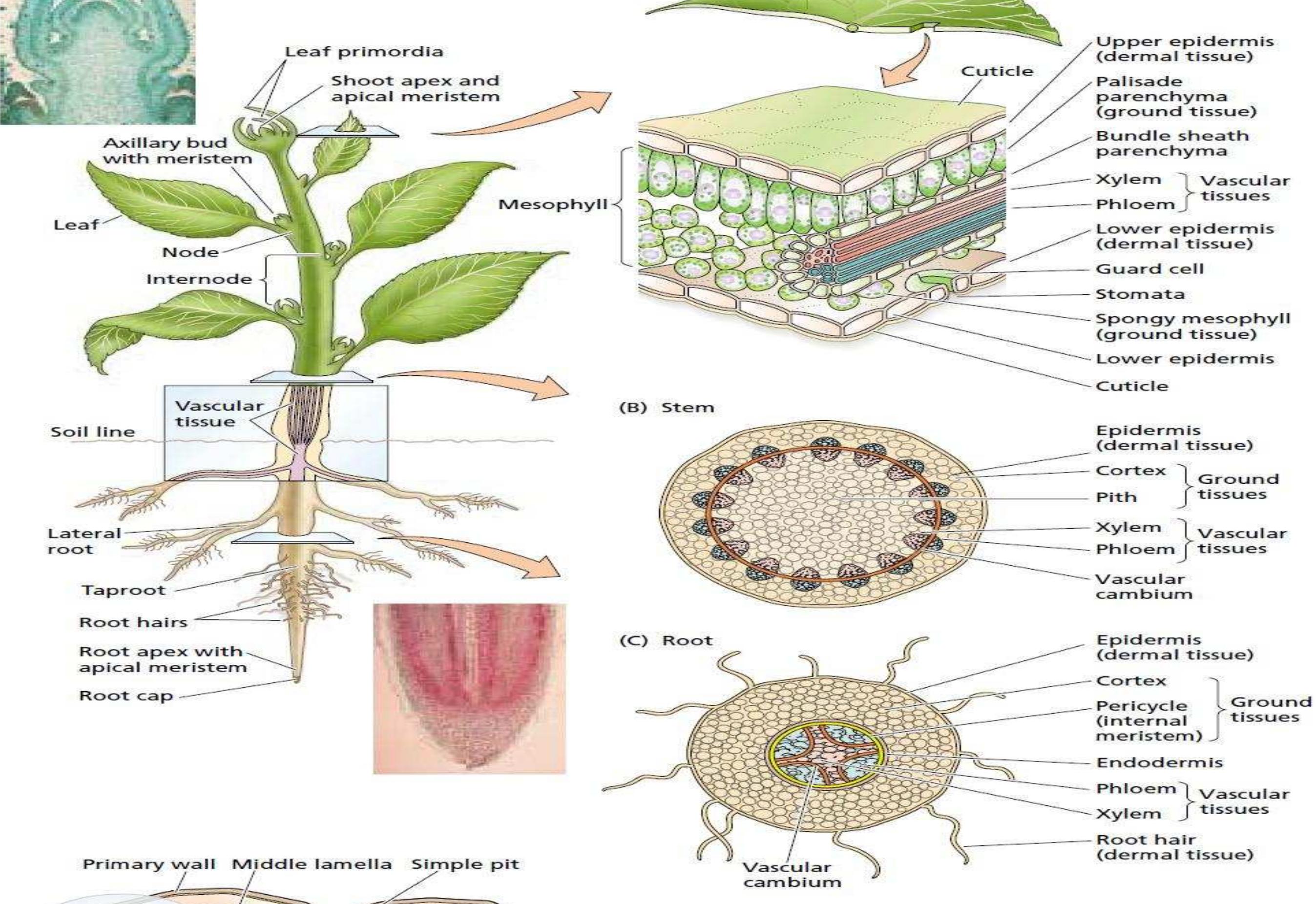 (PDF) A hand book of plant physiology for BSc. students