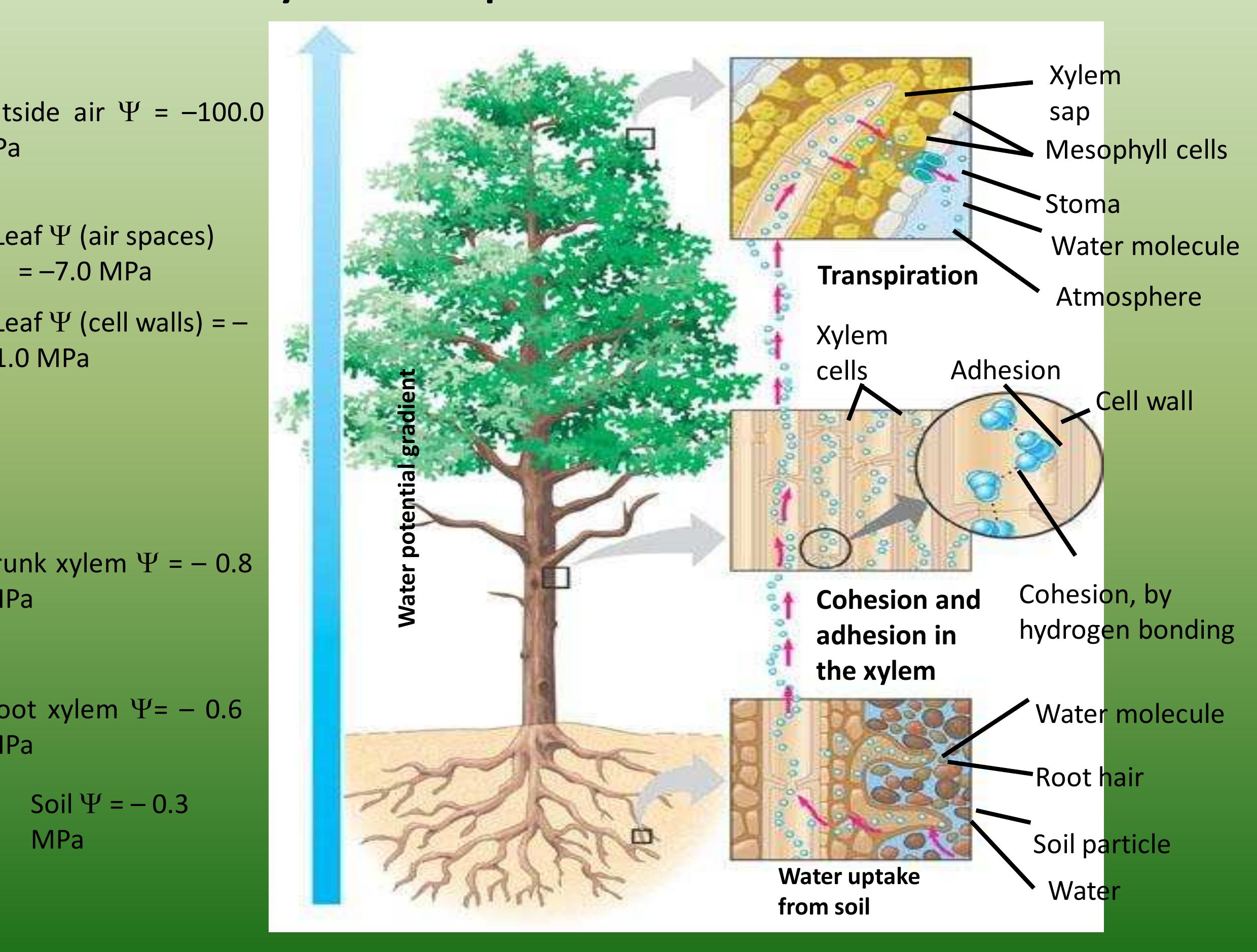 Figure 59 - A hand book of plant physiology for BSc.