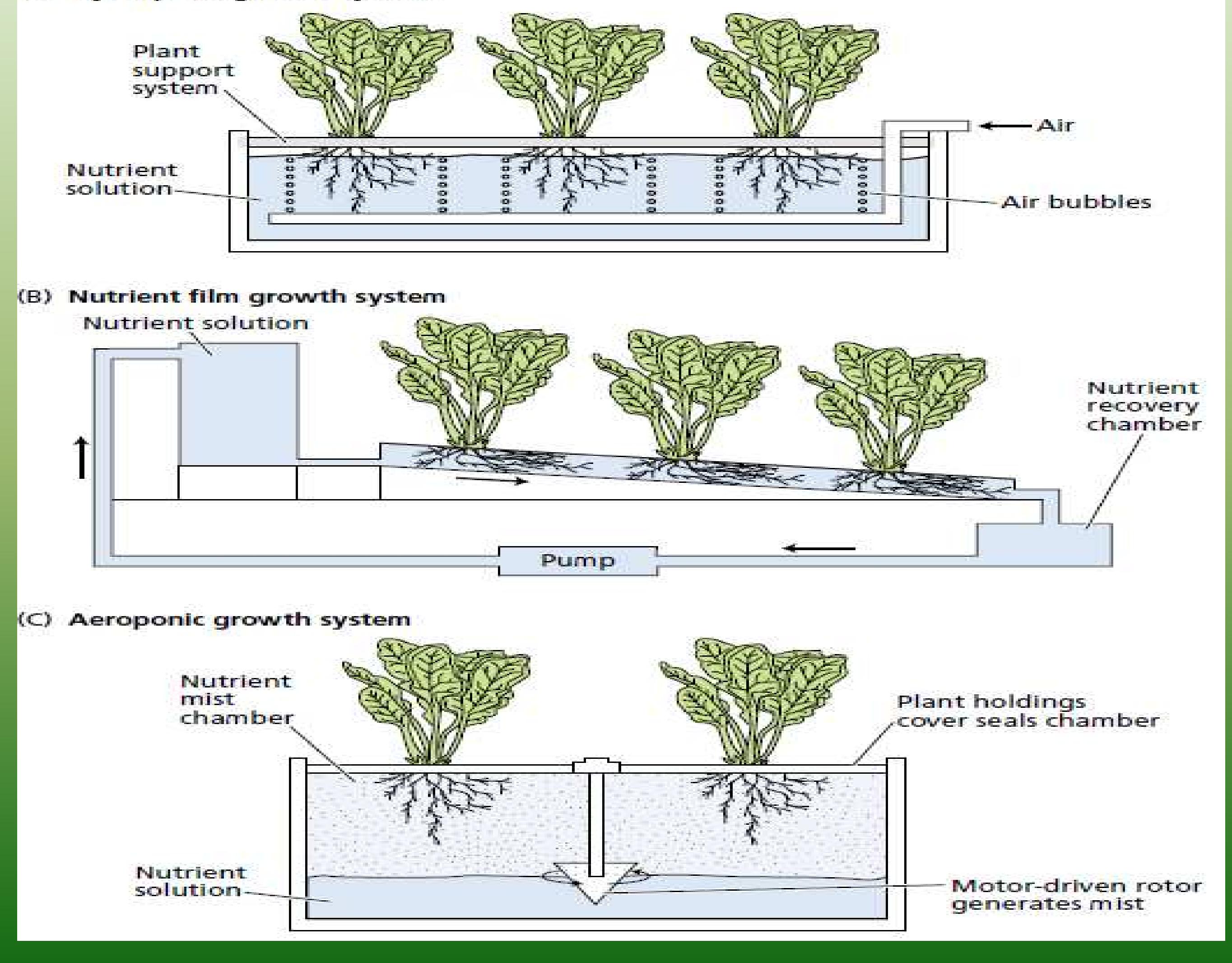 (PDF) A hand book of plant physiology for BSc. students