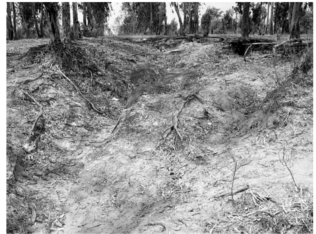 Gully developed in sandy soils in a tree plantation of