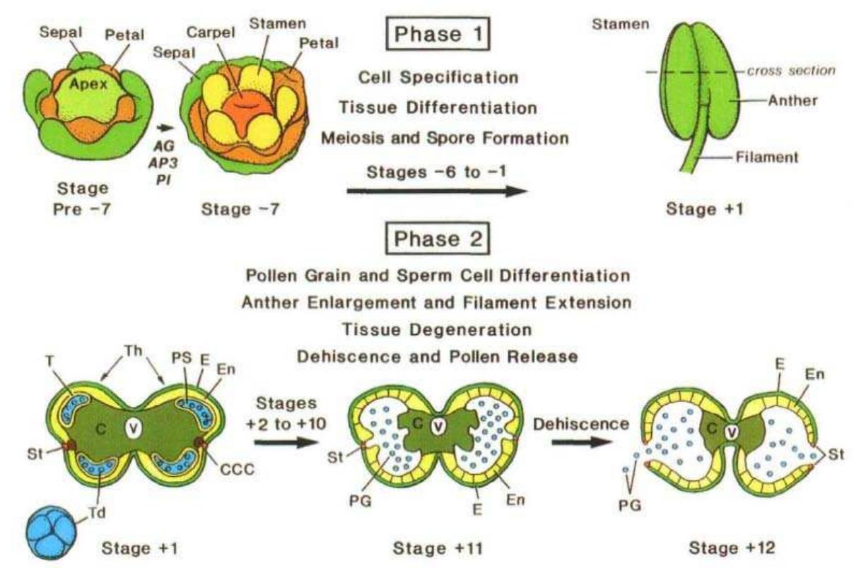 (PDF) CYTOPLASMIC GENETIC MALE STERILITY IN PLANTS : A MOLECULAR ...