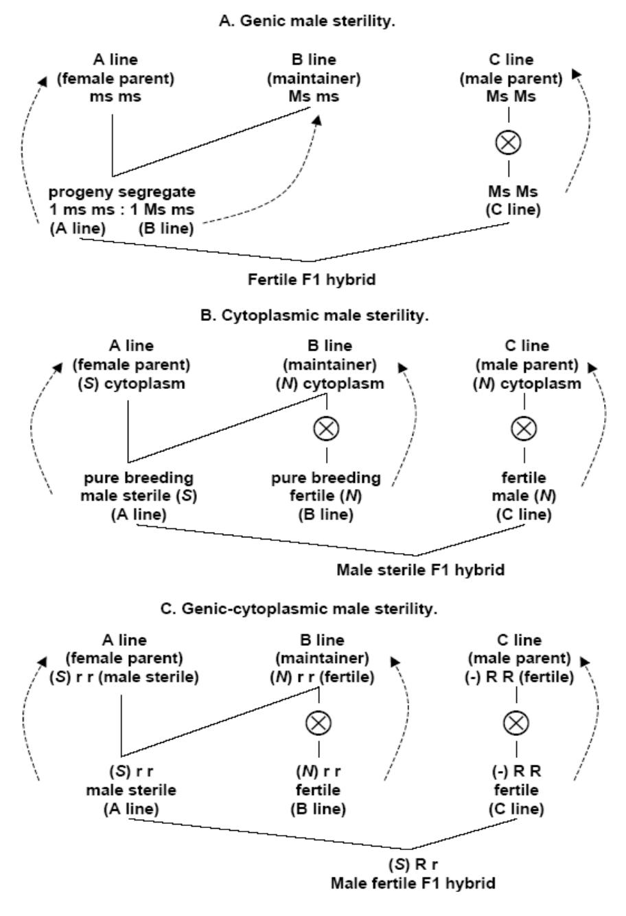 (PDF) CYTOPLASMIC GENETIC MALE STERILITY IN PLANTS : A MOLECULAR ...