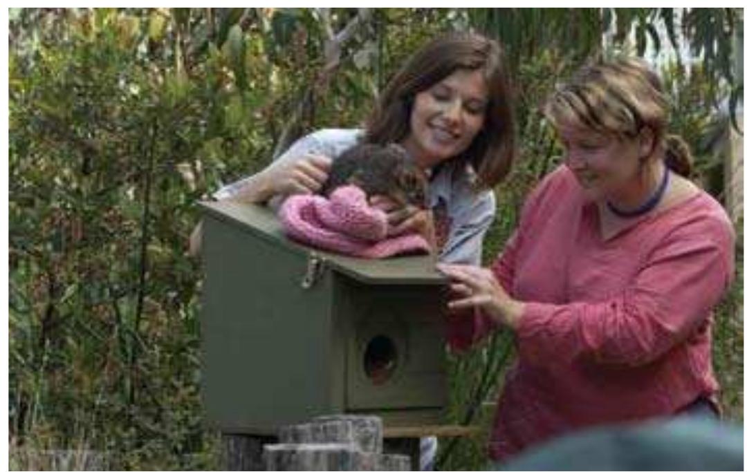 A visitor learning how to build a possum box. photo, g.