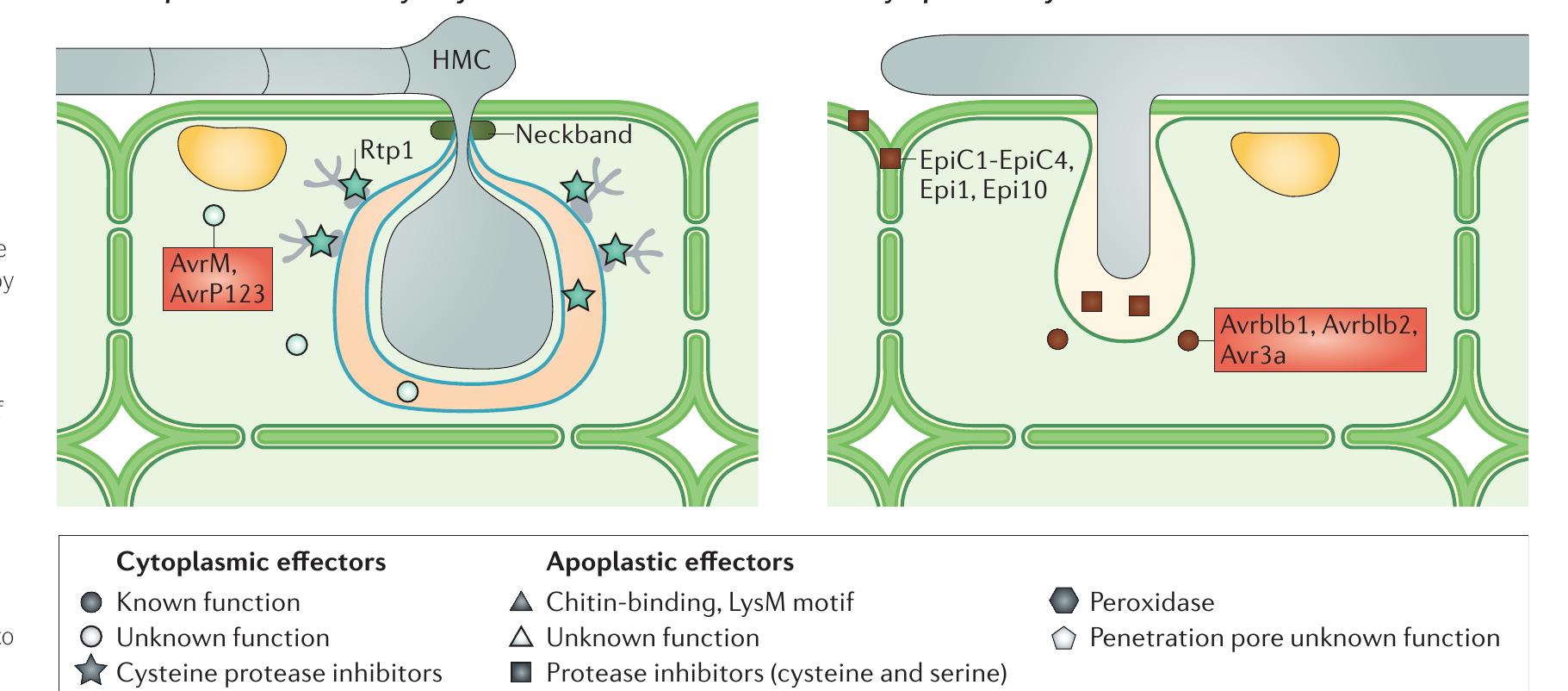 Intact vesicles in the apoplast) for secretion at the bio-