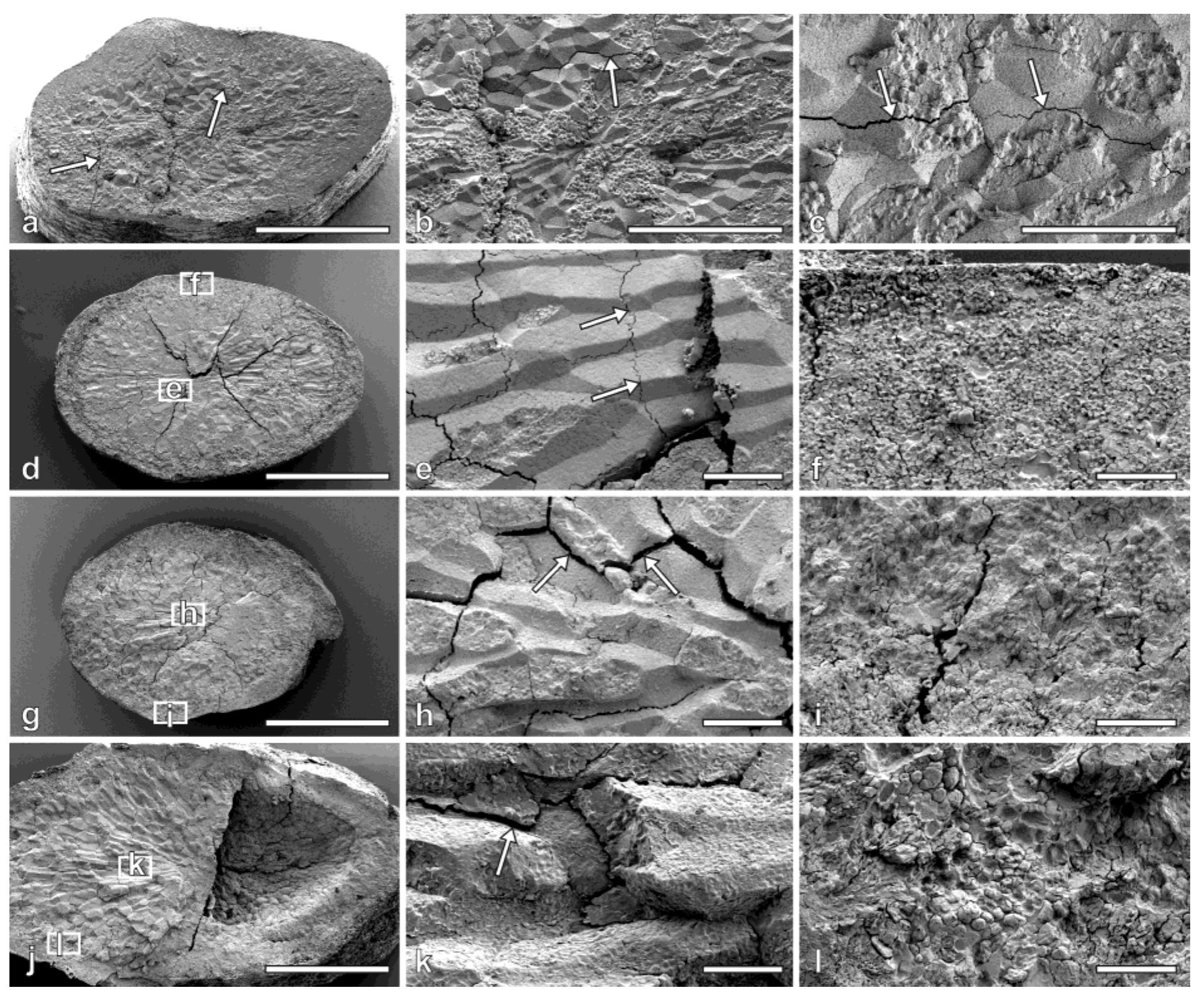 Scanning electron micrographs of cross sections of raw and
